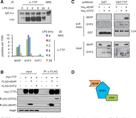 Figure 1 From Recruitment Of The 4ehp Gyf2 Cap Binding Complex To