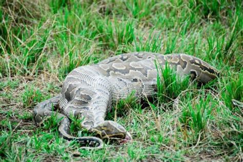 Inside The Python Digestive System That Can Melt Bones A Z Animals Inside The Python Digestive System That Can Melt Bones A Z Animals