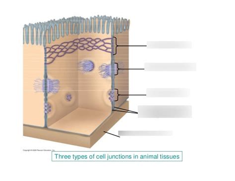 Ap Bio Chapter 3 Cells Diagram Quizlet
