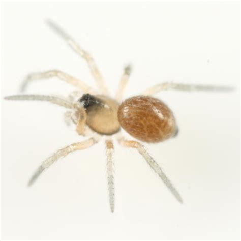 Spiderling Bugguide Net