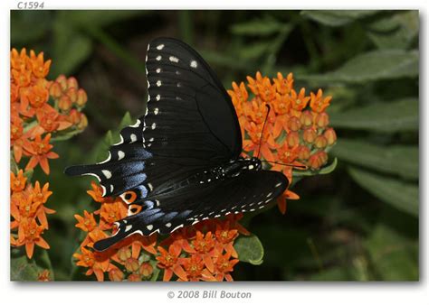 Papilio Polyxenes Asterius Live Adults Page 6
