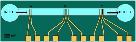 Schematic Of The Fabricated Three Electrode Arrays With Two Electrodes Download Scientific