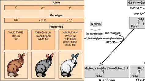 multiple alleles definition characteristics examples importance