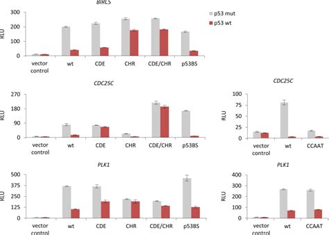 Indirect P53 Dependent Transcriptional Repression Of Survivin Cdc25c