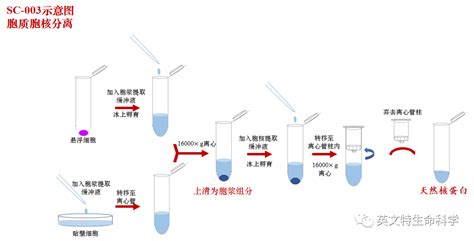 英文特生物技术 北京 有限公司 inventbiotech 欢迎您