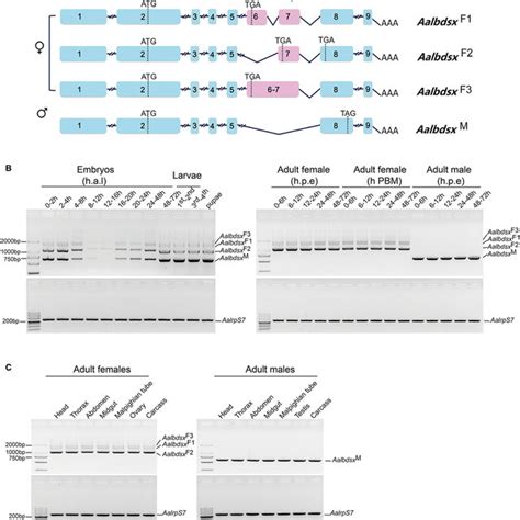 Spatiotemporal Splicing Pattern Of Aalbdsx Genes Detected By Reverse Download Scientific