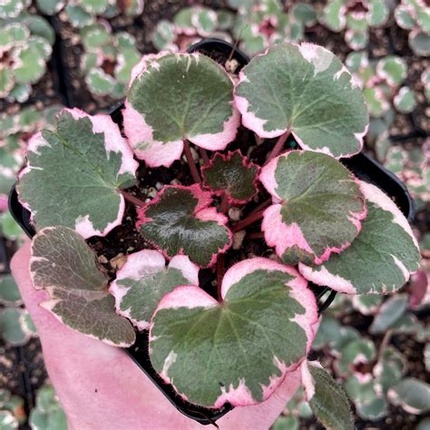 Saxifraga stolonifera 'Tricolor'- Strawberry Geranium (4.5" Pot ...