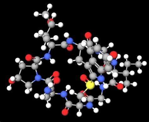 Tall Trees And Mushrooms Life In The Forest With Fungi