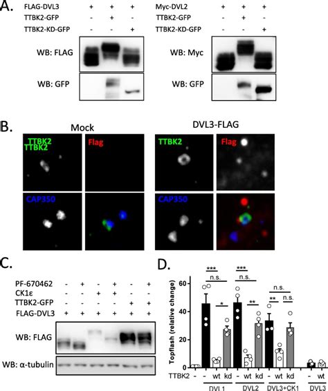 Comparative Phosphorylation Map Of Dishevelled Links Phospho Signatures To Biological Outputs