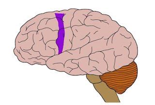 Primary Motor Cortex Definition Function Location Lesson Study