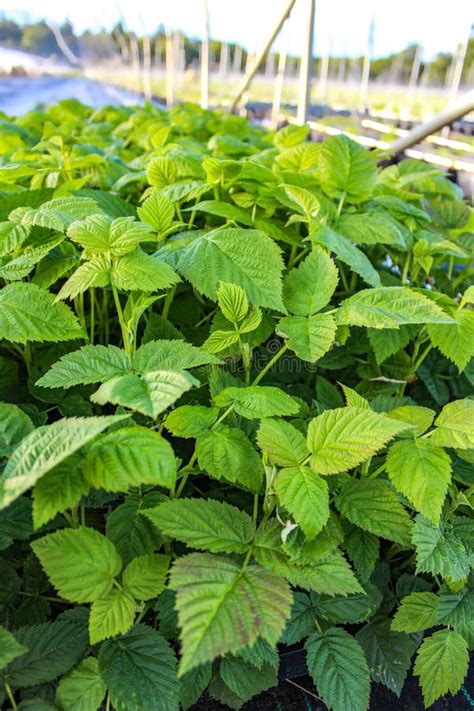 Small Green Raspberry Plants Raspberry Farm With A Lot Of Raspberry Plants Stock Image Image