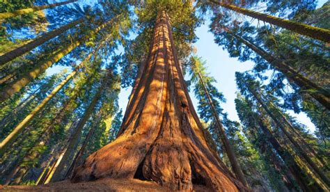Sequoia Gigantea