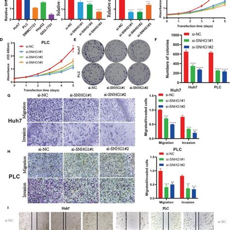 Snhg1 Promotes Hepatocellular Carcinoma Hcc Tumor Growth In Vivo