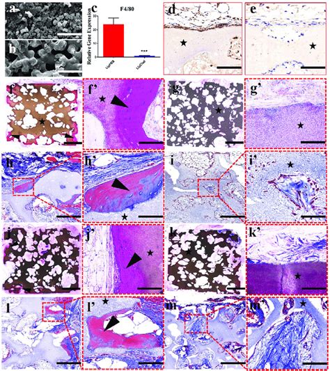 Surface Morphology Of TCPs A And TCPb B Characterized By SEM Gene Download Scientific