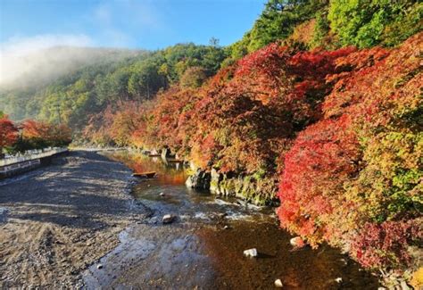진짜 진한 가을의 시작 태백 철암단풍축제 14일 개막 파이낸셜뉴스