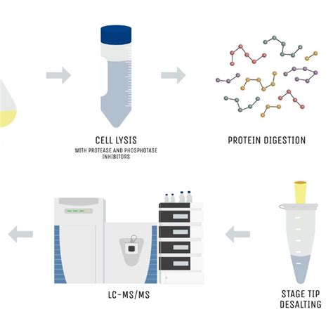 General Phosphoproteomic Workflow Sample Preparation For A Standard