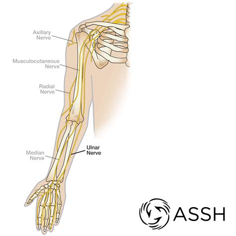 Lower Extremity Peripheral Nerve Map Peripheral Nervous System Pns