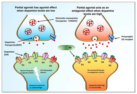 Receptors Involved In Mental Disorders And The Use Of Clozapine