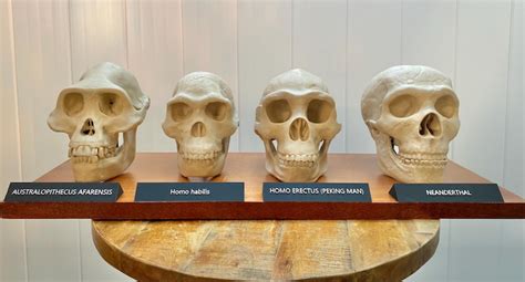 Human Evolution Skull Set Life Size Hominin Replicas