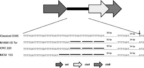 Comparative Nucleotide Sequence Analysis Of The Promoter Region The Download Scientific Diagram