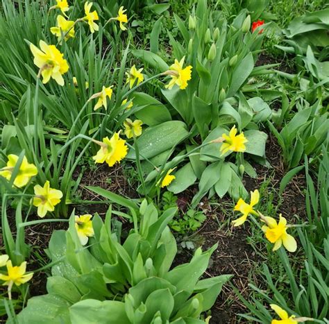 Premium Photo A Field Of Daffodils With One Of Them In The Middle Of It