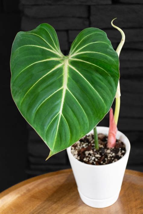 The Gorgeous Heart Shaped Philodendron Gloriosum And How To Care For It
