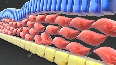 capas definitivas de embriones de endodermo y mesodermo — foto de stock
