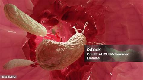 헬리코박터 파일로리 일러스트 미세 에어로필박테리아는 위와 십이지장의 다양한 부위를 감염시합니다 마이크로빌리 표면 박테리아와 바이러스 3d 렌더 헬리코박터 파일로리에 대한