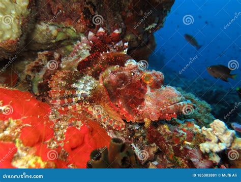 Frog Fish Or Angler Fish Stock Image Image Of Aquatic 185003881