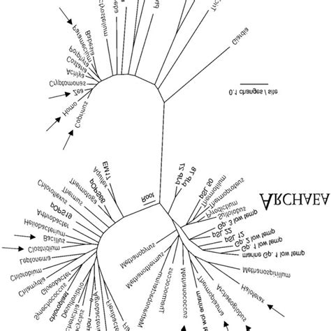 Universal Phylogenetic Tree Based On Small Subunit Rrna Sequences