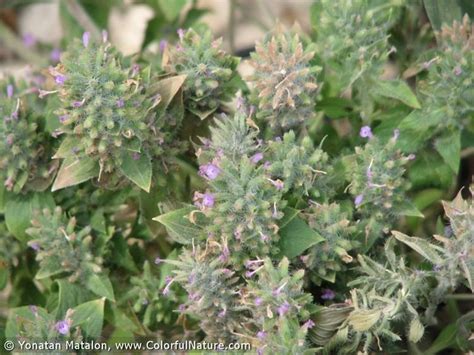 Ziziphora Alchetron The Free Social Encyclopedia