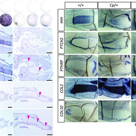 Expression Of Osteoblast Differentiation And Chondrocyte Download