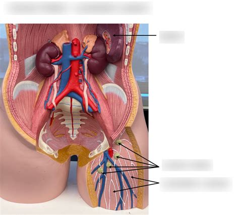 Lymphatic System Diagram Quizlet Lymphatic System Diagram Quizlet