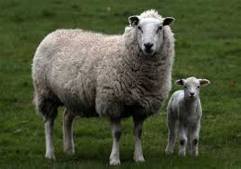 Interesting Sheep Facts My Interesting Facts