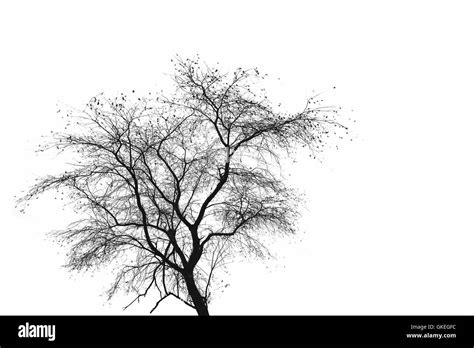 Tree Isolated White Background Stock Photo Alamy