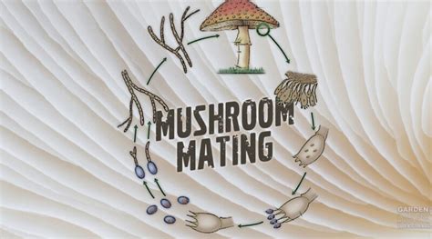 So You Want To Grow Mushrooms Mushroom Mating Types Explained Nature S Gateway