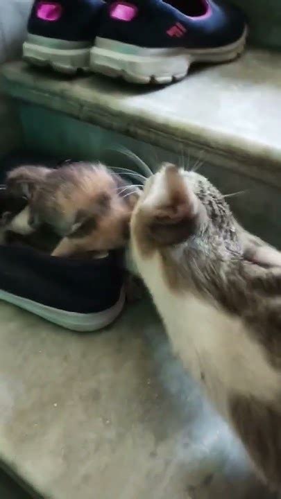 Cat Kitty Kittymeow Kittycat Shortsvideo Catlover Kitten Cutecat Catlovers Cutekitty