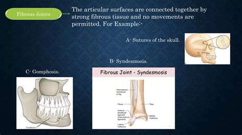 Human Anatomy Classification Of Joints PPTX