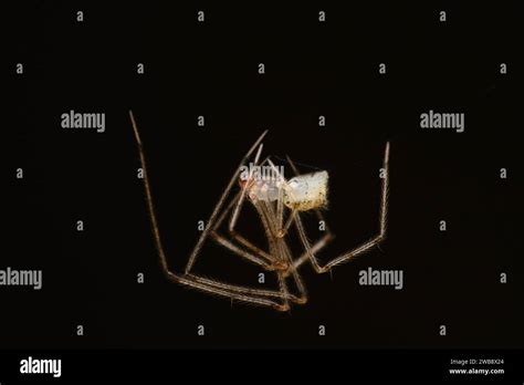 A Comb Footed Spider Meotipa Sahyadri Suspended In Its Intricate Web