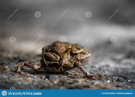 Female Toad Carrying A Male Toad During Toad Migration At A Sunny Day In Spring Stock Image