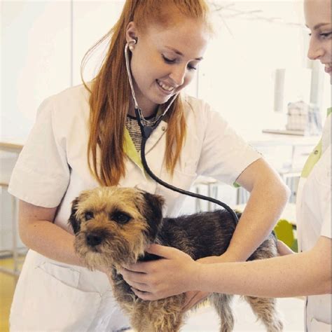 Kira Beuting Paraveterinair Dierenartsassistent Dierenartsenpraktijk Doetinchem Zeddam