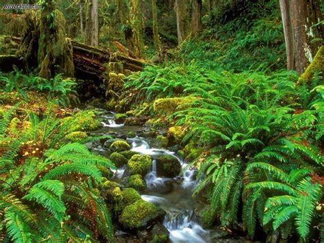 Pacific Northwest Rainforest Wallpapers Top Free Pacific Northwest