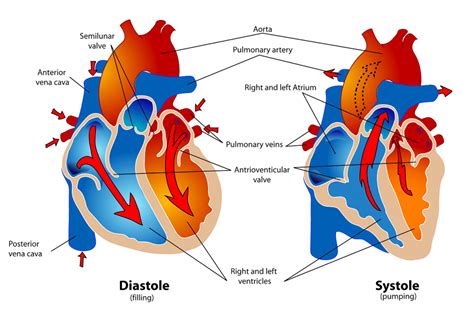 Circulation Primary Science Online