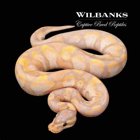 Banana Orange Dream Specter Ball Python By Wilbanks Captive Bred Reptiles Morphmarket