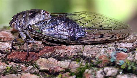 Jar Fly We Call This A Jarfly But I Believe Its Really So Flickr