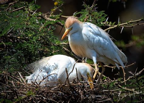 Western Cattle Egret