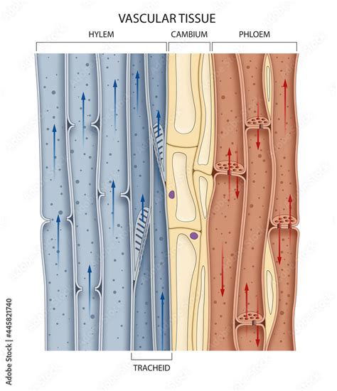 Vascular Tissue Xylem And Phloem