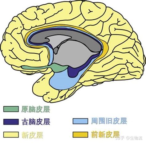 大脑皮质结构图 千图网