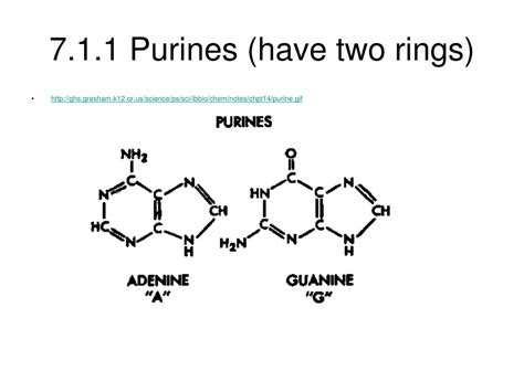 Ppt 33 And 71 The Structure Of Dna Powerpoint Presentation Free