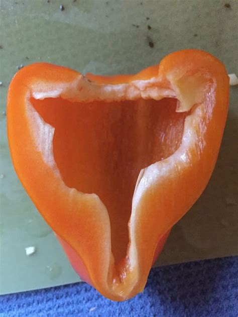 This Bell Pepper Looks Like The Shape Of A Female Reproductive System [sfw] R Mildlyinteresting